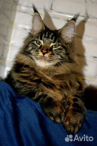 Шикарный кот Мейн-кун