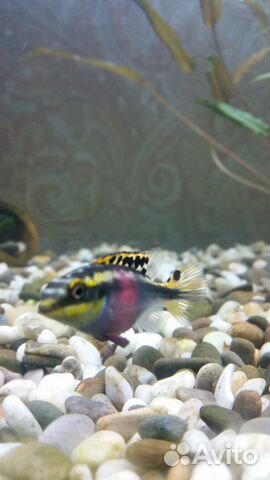 Пара пельвикохромисов пульхеров