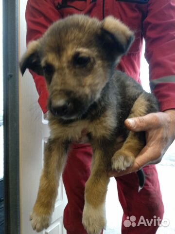 Помогите найти хозяев щенкам