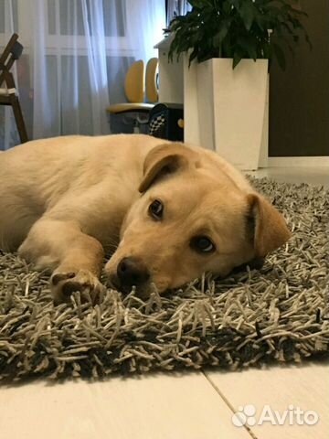 Щенок митис с лабрадором