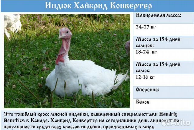 Индюк,Несушка,Бройлер,Цесарка, Инкубационное яйцо