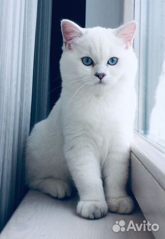 Британский котёнок колор-поинт