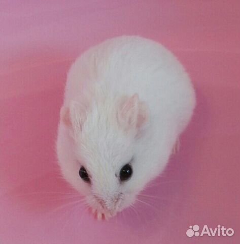 Джунгарские хомячки (бронь, клетки, доставка)