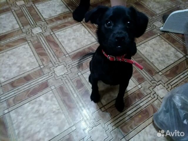 Отдам собаку в добрые руки