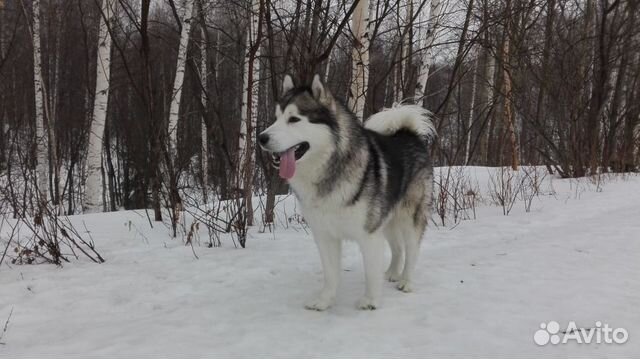 Аляскинский маламут вязка