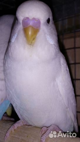 Белый попугайчик, птенчик