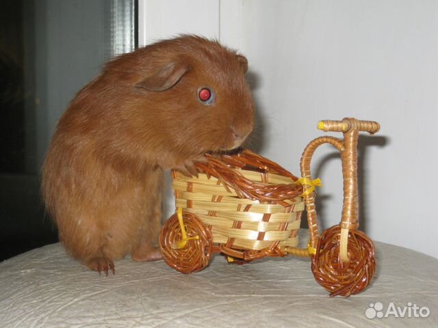 Малыши - морские свинки