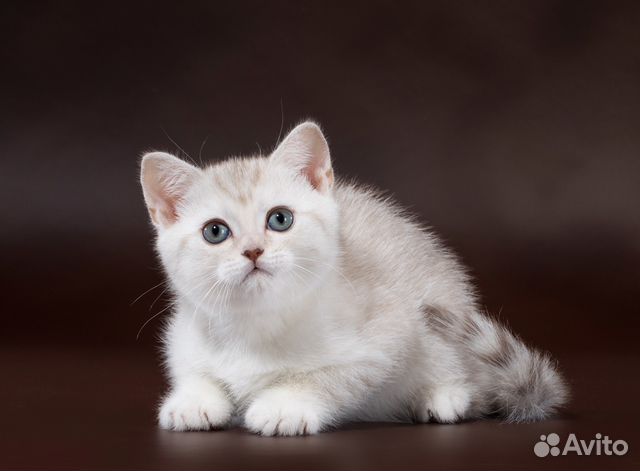 Котята лиловой серебристой шиншиллы