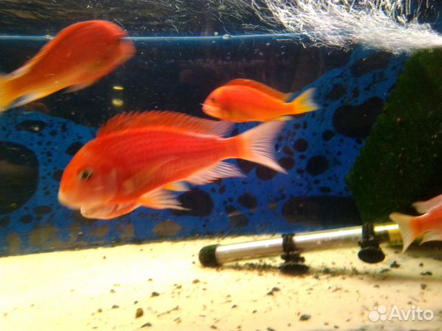 Продам трофеусов ред феникс