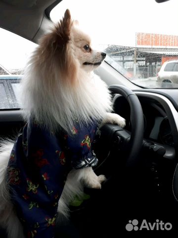 Немецкий шпиц мальчик вязка