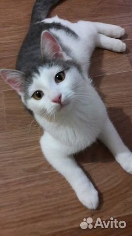 Котик Алекс