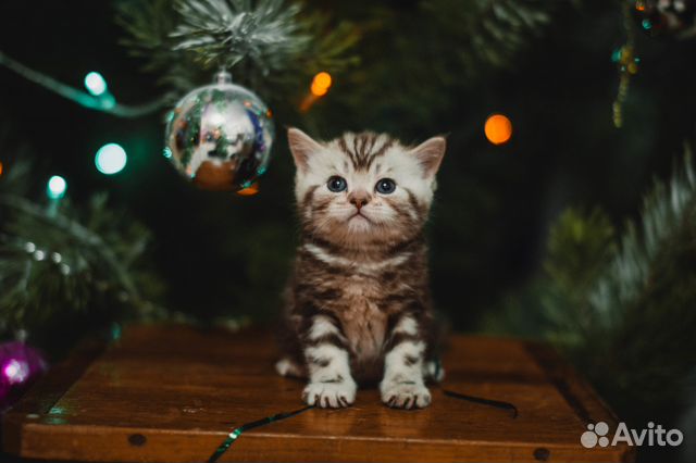 Котята, милые комочки счастья