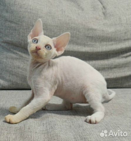 Котенок девон-рекс