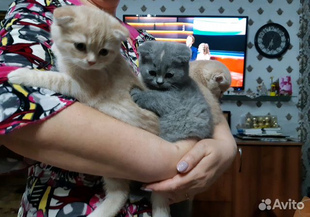 Лиловые вислоухие мальчишки