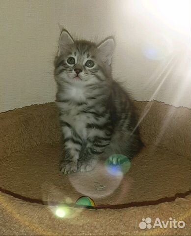 Серебряные котята (мальчики)