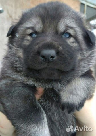 Щенок Добрыня мальчик 1мес средней породы