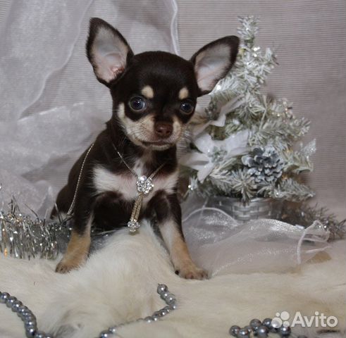 Чихуахуа девочка очень красивая
