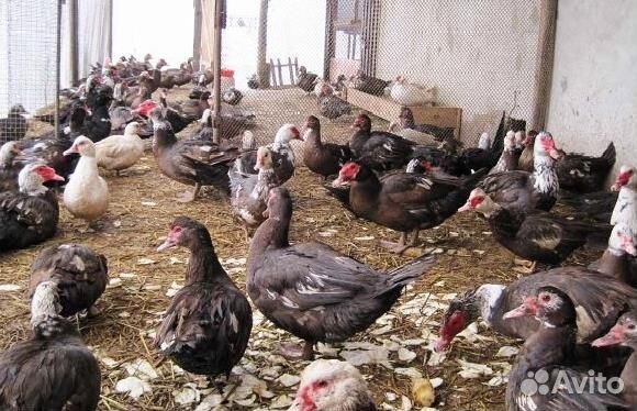 Индоутки (шептуны)