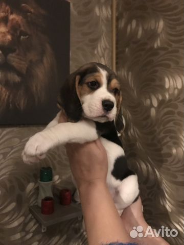 Бигль - Новогодний сюрприз