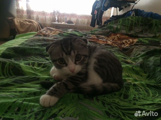 Отдам в добрые руки