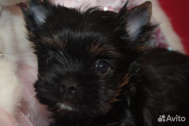 Йоркширский терьер щенки черные, без перецвета