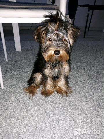 Йоркширский терьер