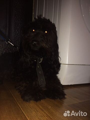 Отдам болонку