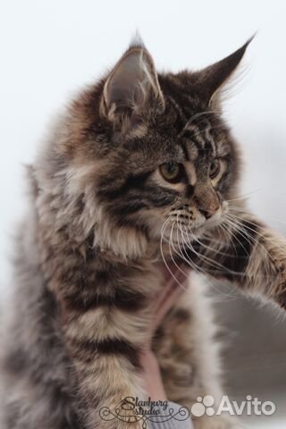 Шикарный котенок по имени Никки