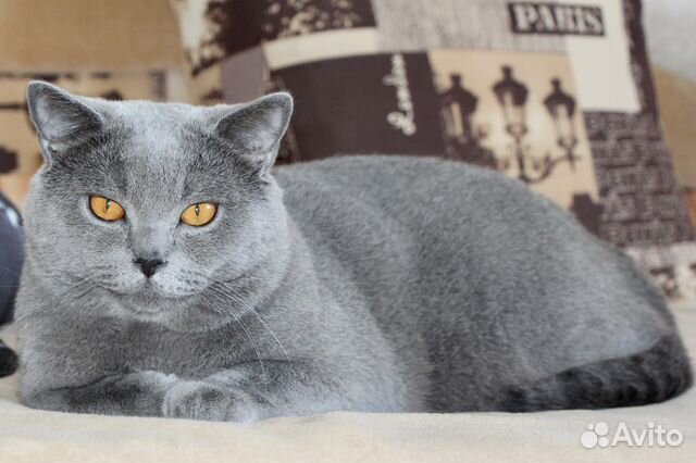 Вязка с Европейским Чемпионом