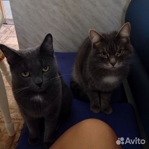 Кот и кошка