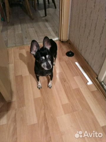 Собака Бусинка