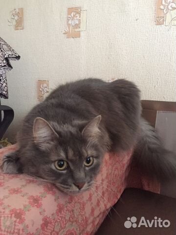 Отдам кота