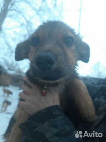 Щенки в добрые руки