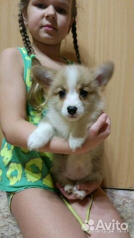 Вельш корги