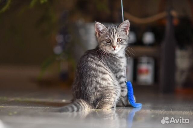 Котёнок -мальчик. 2 месяца