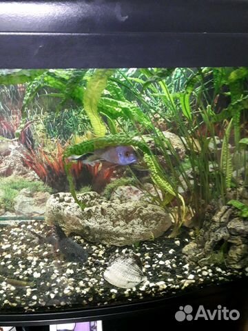 Цихлиды псевдотрофеус