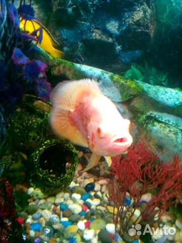 Два белых Астронотуса