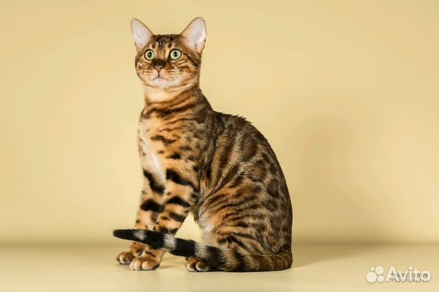 Бенгальские котята