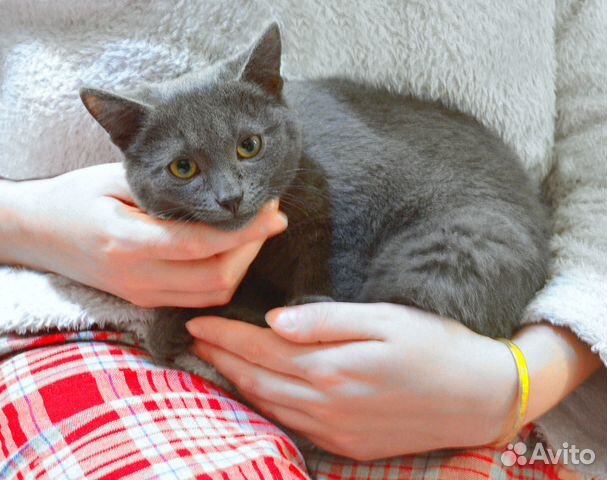 Котенок Мышка