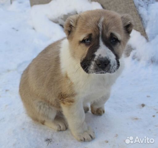 Щенок алабай мальчик