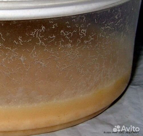 Нематода -живой корм для мальков и рыбок