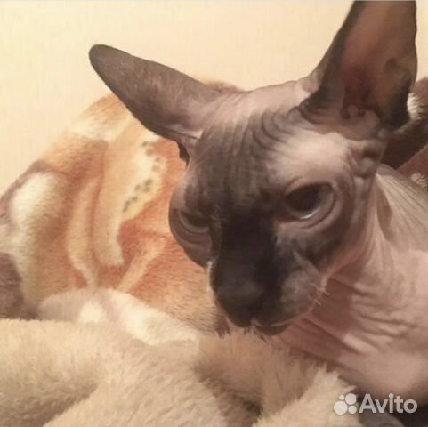 Ищем жениха