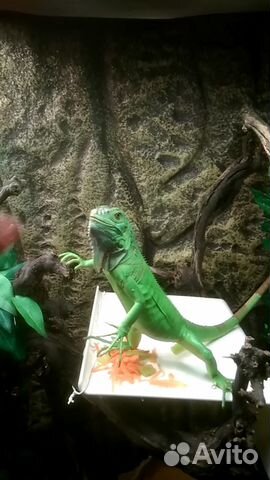 Продам ручную игуану