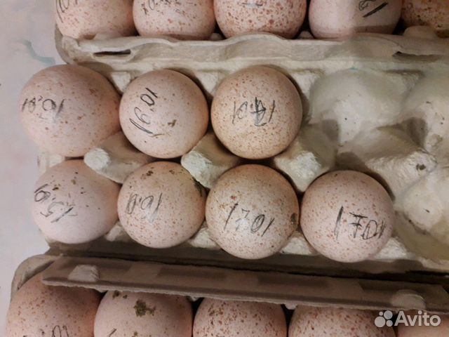 Яйцо индюков для инкубации