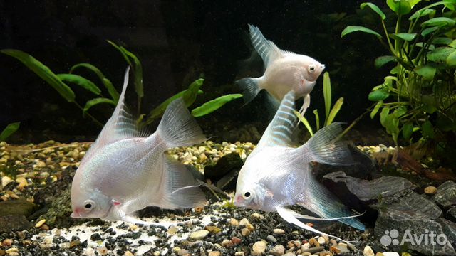 Скалярии платиновые. Аквариумные растения анубиас