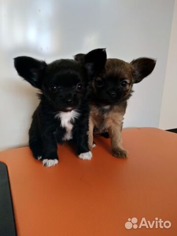 Сладкая парочка