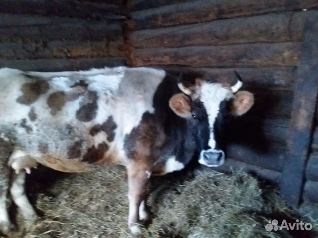 Скот (Коровы,бычки,овцы)