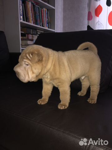 Щенок шарпея