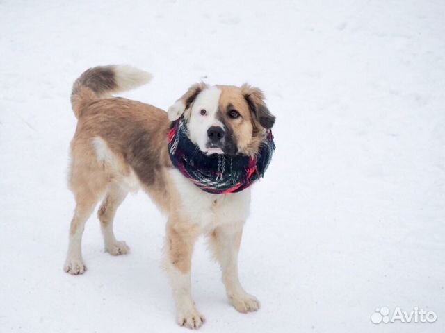 Брутальный парень ищет дом
