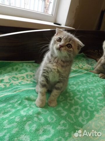 Шотландское счастье